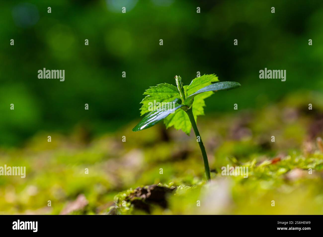 Hornbeam Carpinus betulus tree sprouts germinated in the wild in the ...