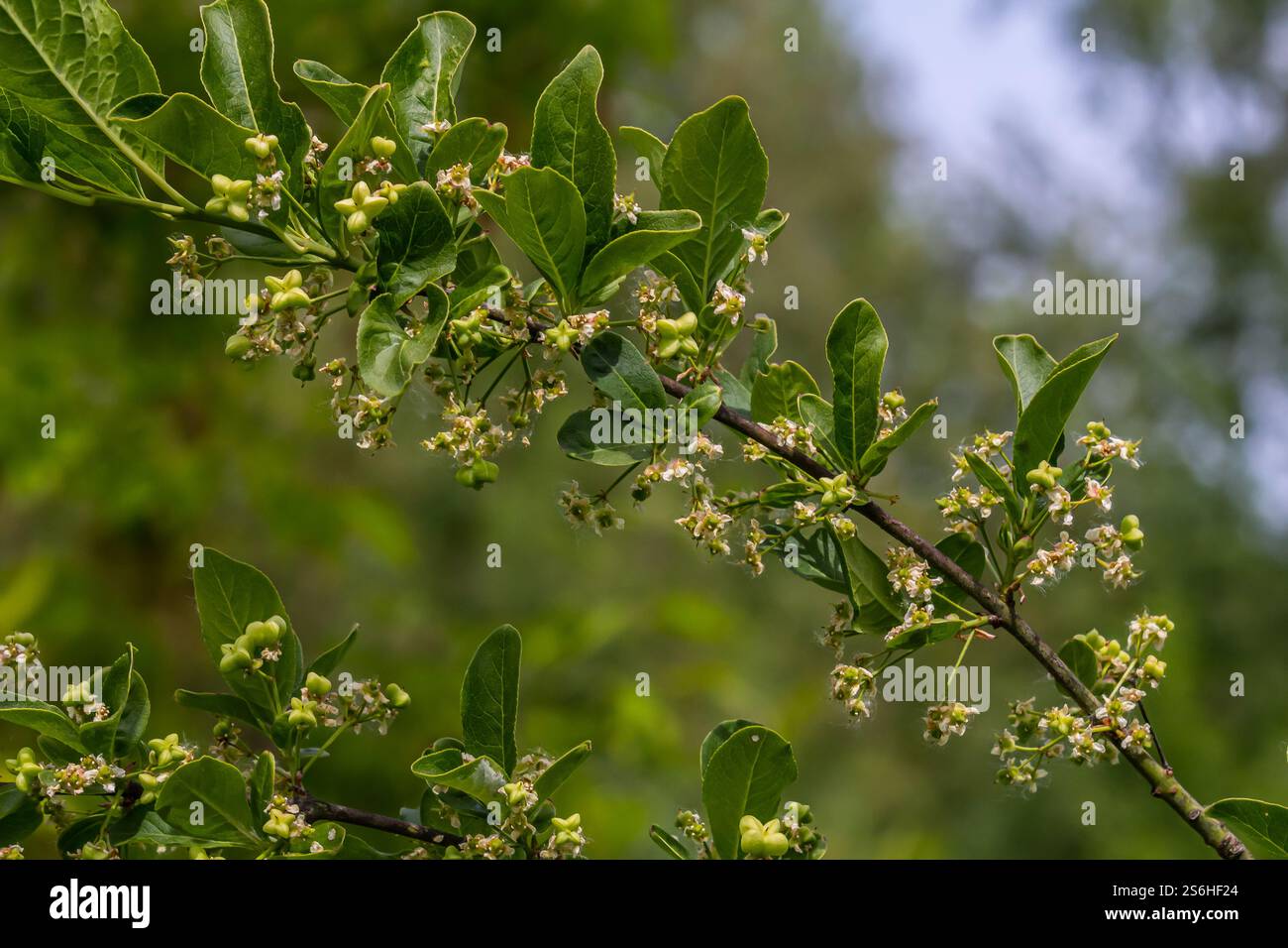 Flowering European spindle tree, Euonymus europaeus, flowering plant ...