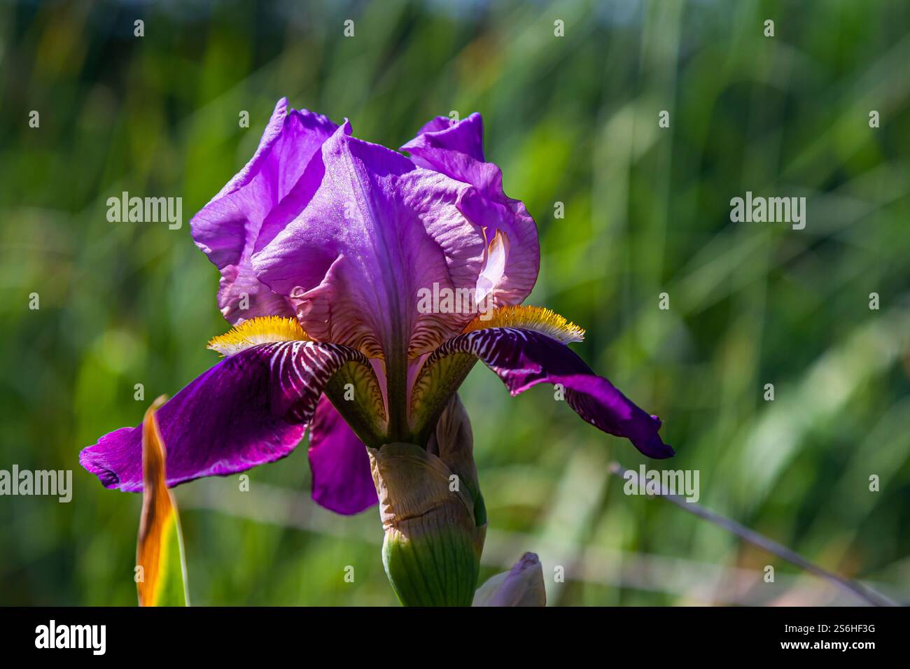 Sweet iris hi-res stock photography and images - Alamy