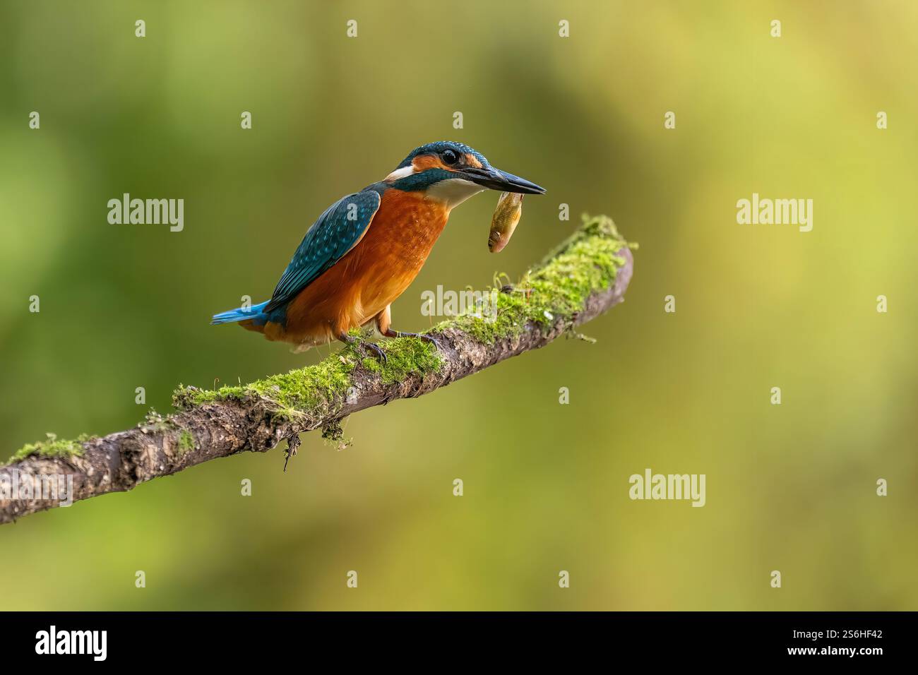 Kingfisher with Fish on Branch Stock Photo - Alamy