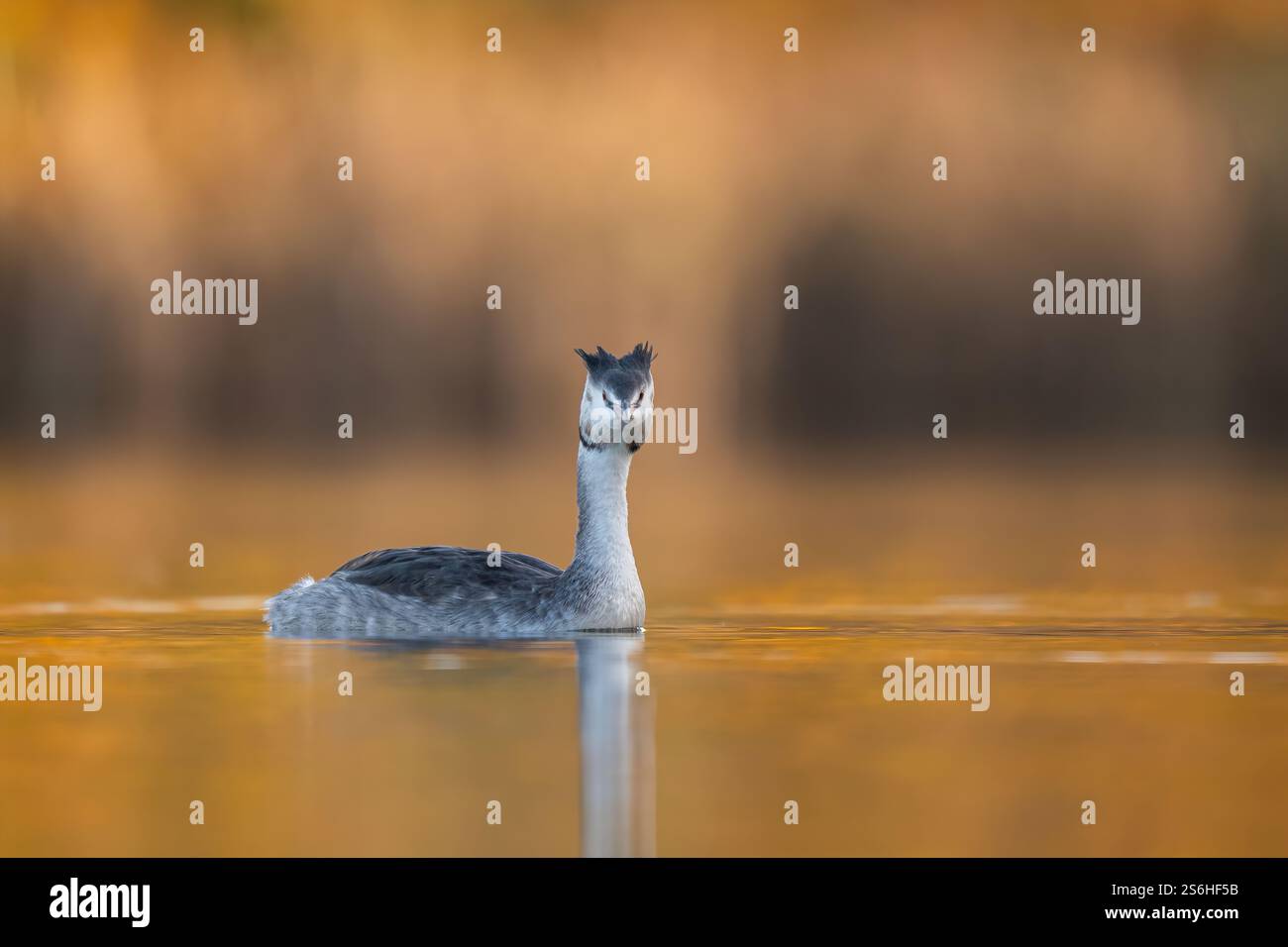 Great Crested Grebe in Golden Hour Stock Photo - Alamy