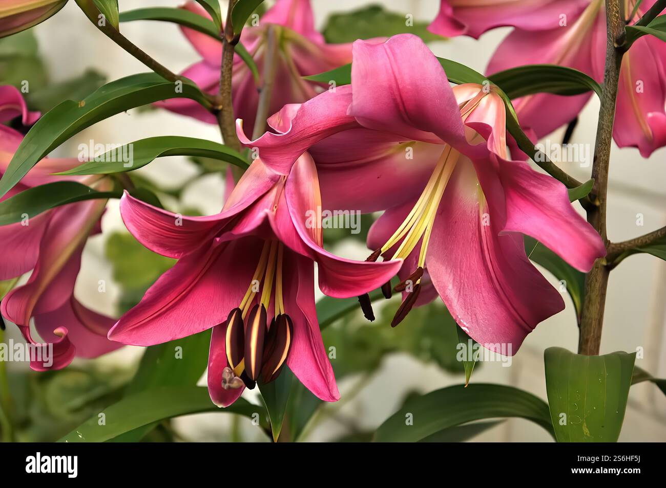 Stunning closeup vibrant pink flowers hi-res stock photography and ...