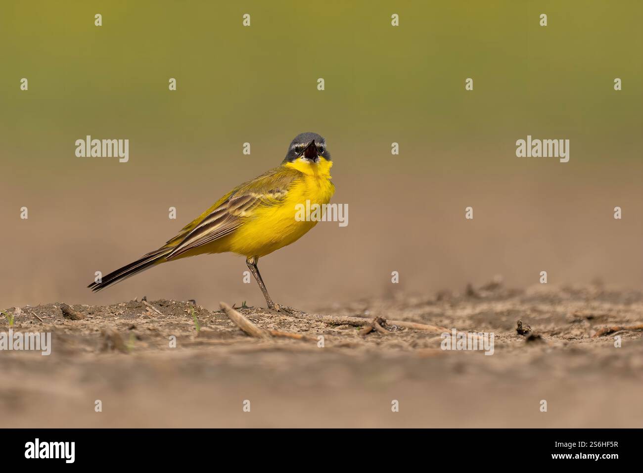 Yellow Wagtail Bird Photography: A Stunning Close-Up Stock Photo - Alamy