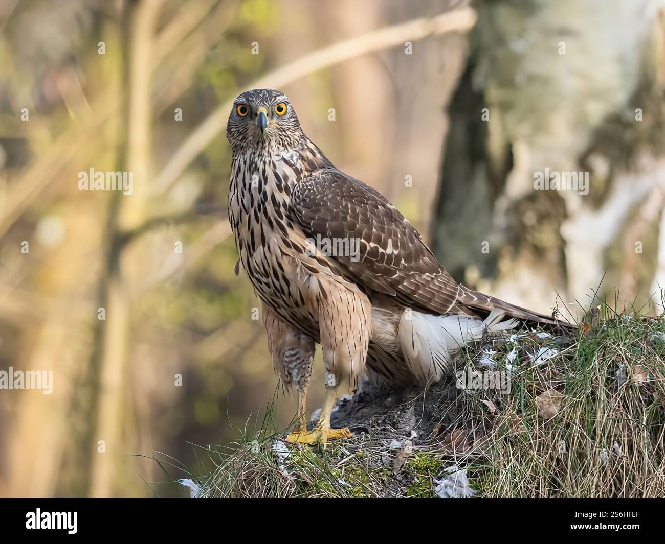 Majestic Goshawk in Forest Habitat Stock Photo - Alamy