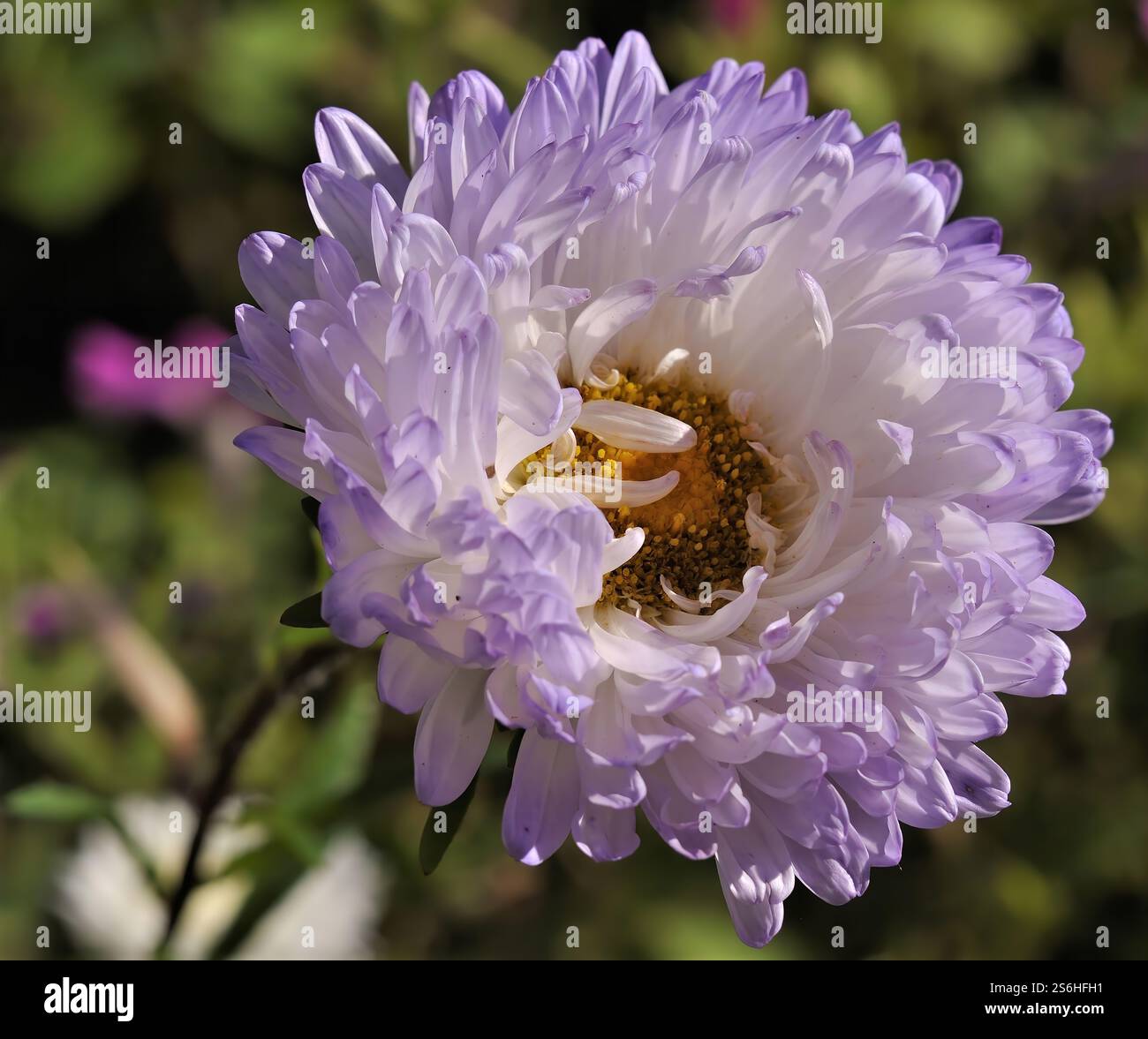 Close-up of a Delicate Lavender and White Aster Flower Stock Photo - Alamy