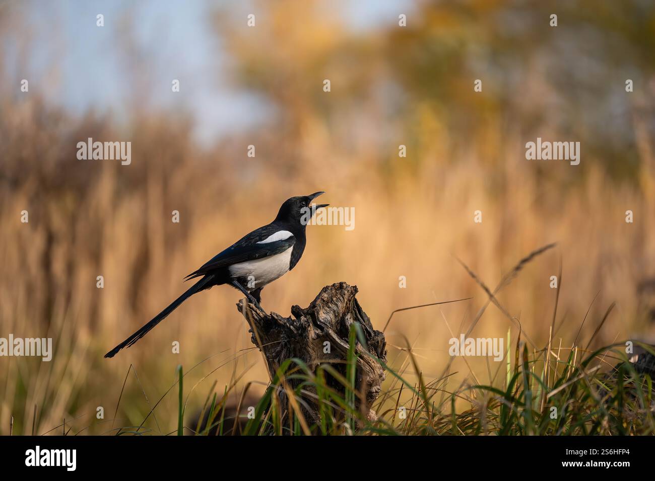 Magpie in grass hi-res stock photography and images - Alamy