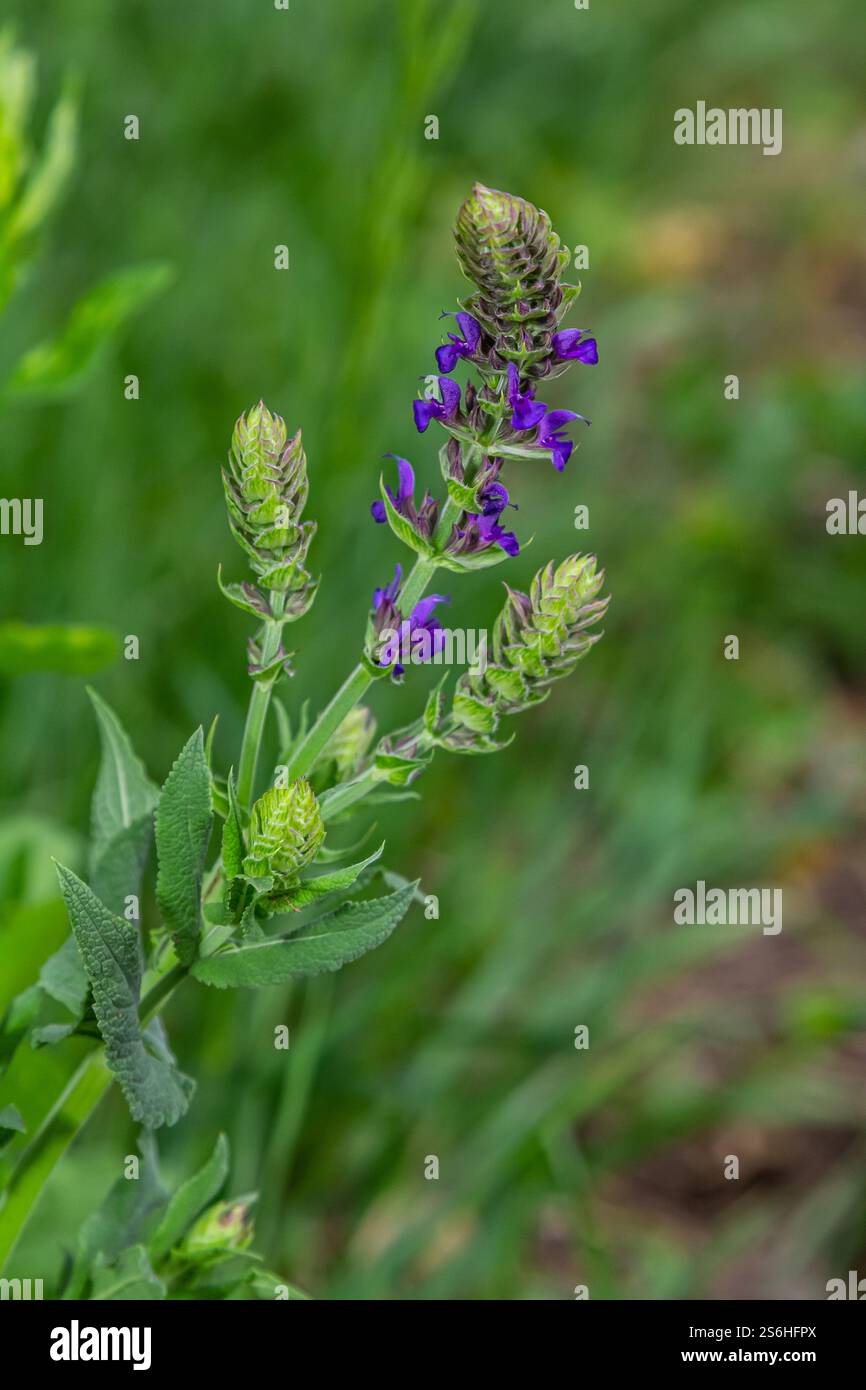 Salvia nemorosa, forest sage, beautiful bright color, violet blue ...