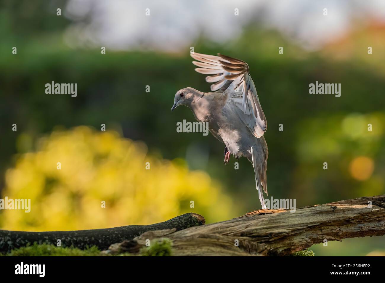 Feather soft landing hi-res stock photography and images - Alamy