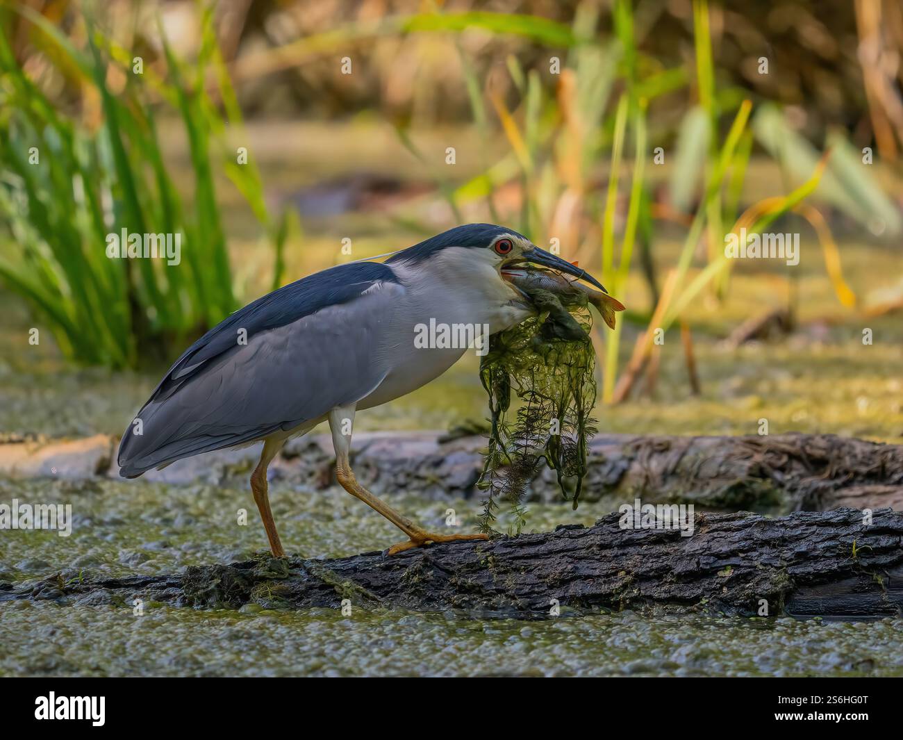 Black-crowned Night Heron Catching Fish in a Swamp Stock Photo - Alamy