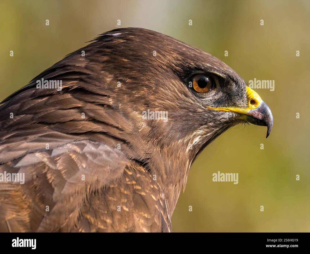 Magnificent Close-up of a Brown Hawk: A Stunning Portrait of a Raptor ...