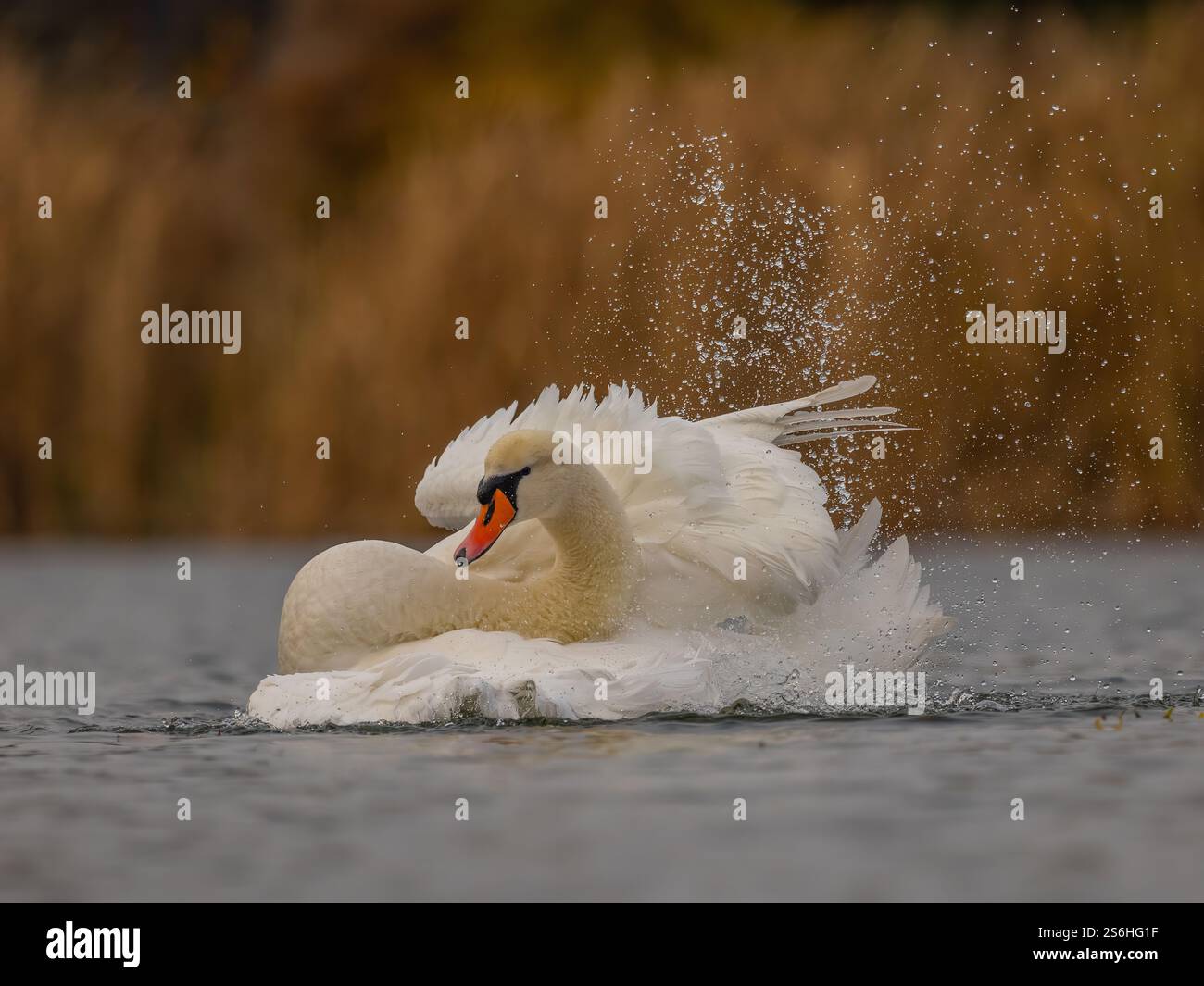 Majestic Swan's Graceful Water Dance: A Breathtaking Stock Photo - Alamy