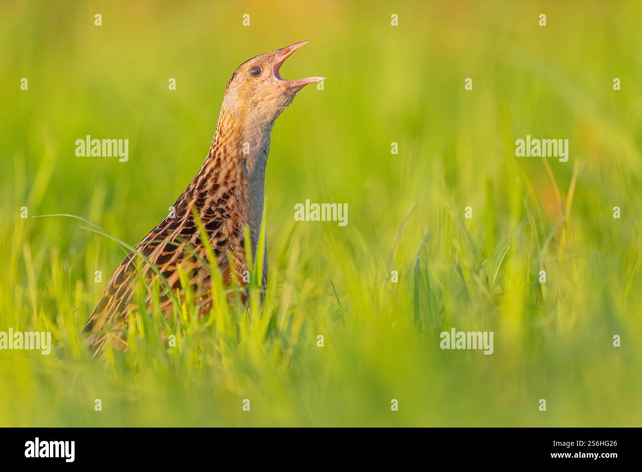 Corncrake in the Meadow: A Stunning Wildlife Photo Stock Photo - Alamy
