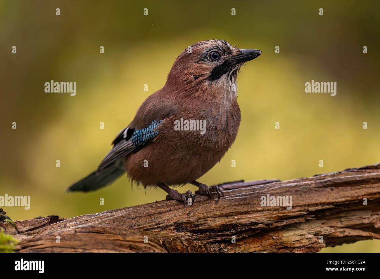 Eurasian jay sitting on hi-res stock photography and images - Alamy