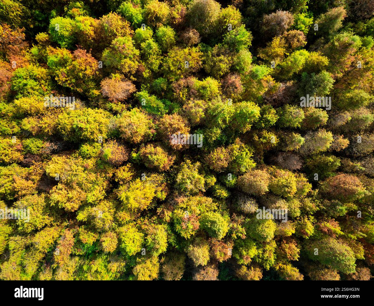 Autumn weather cypress tree hi-res stock photography and images - Alamy