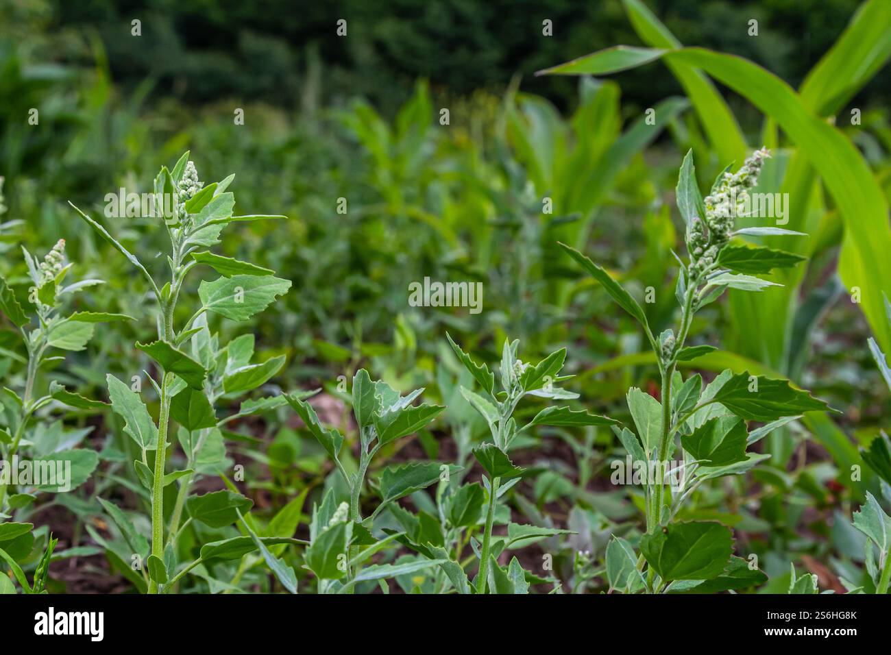 Chenopodium album, edible plant, common names include lamb's quarters ...