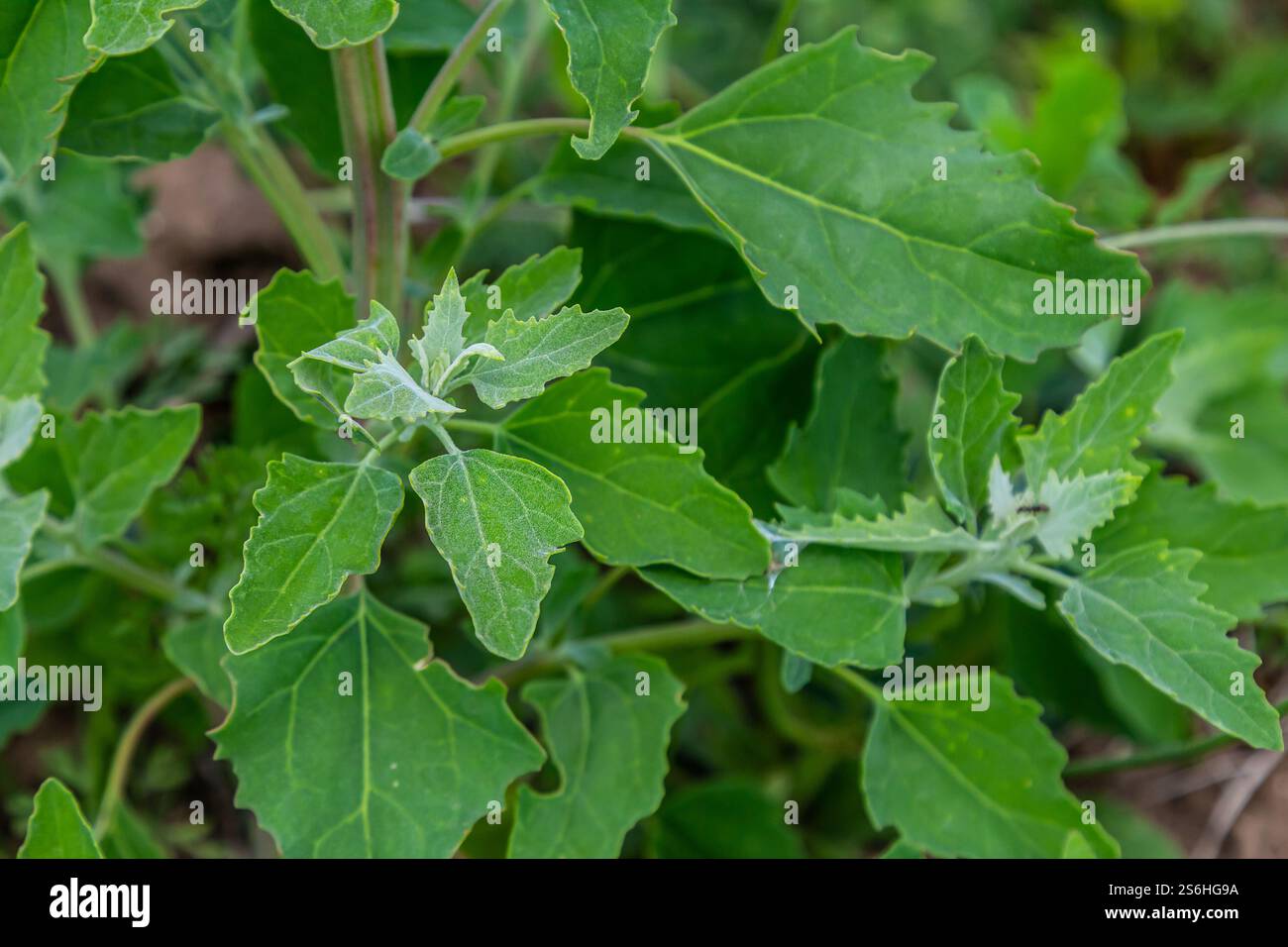 Chenopodium album, edible plant, common names include lamb's quarters ...