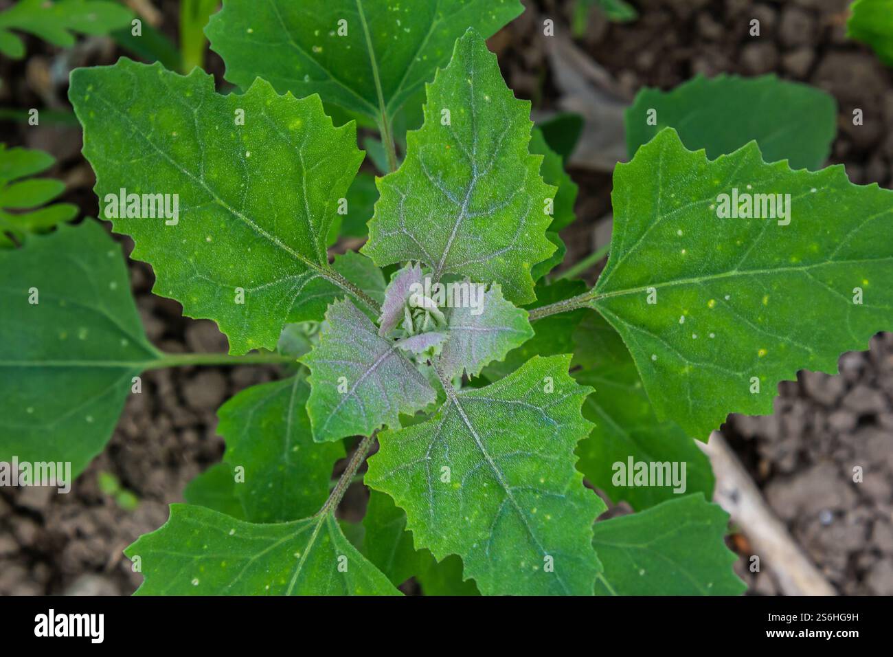 Chenopodium album, edible plant, common names include lamb's quarters ...