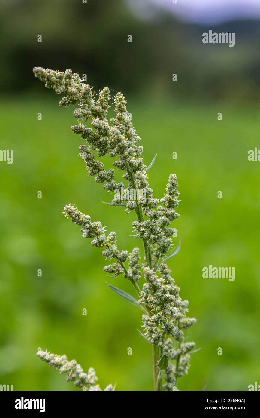Chenopodium album, edible plant, common names include lamb's quarters ...