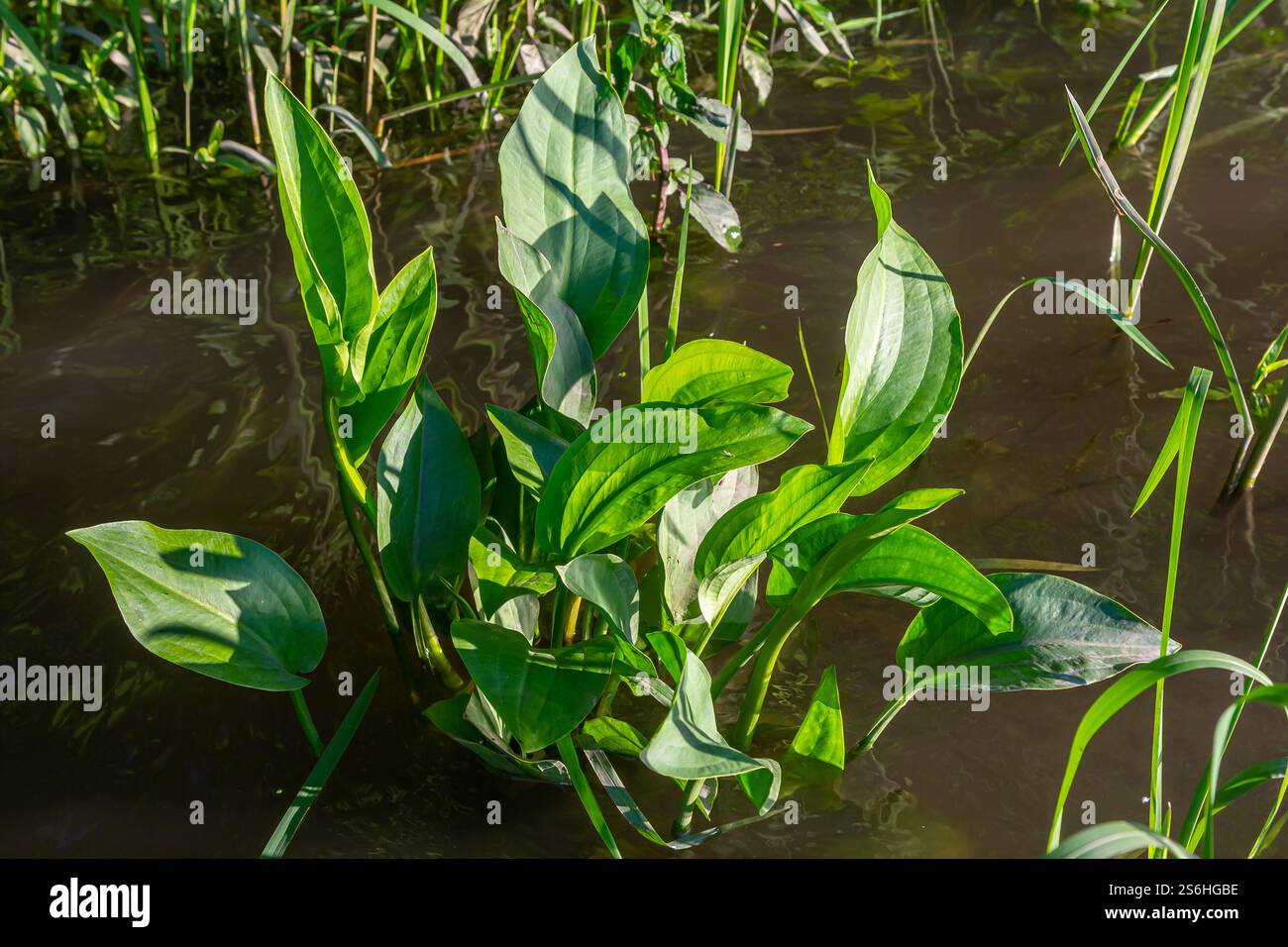 Phreatophyte. American water plantain Alisma plantago-aquatica in ...
