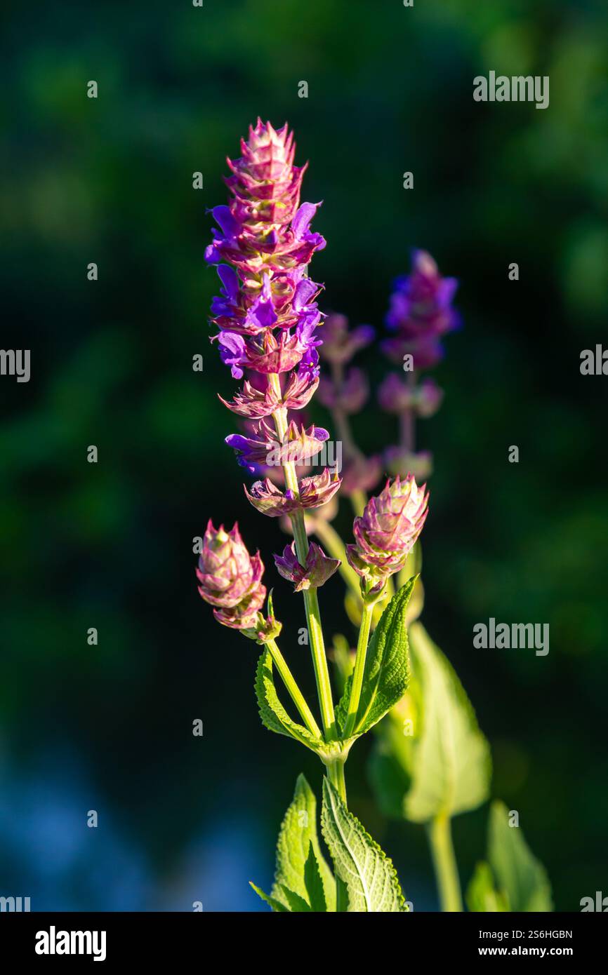 Salvia nemorosa, forest sage, beautiful bright color, violet blue ...