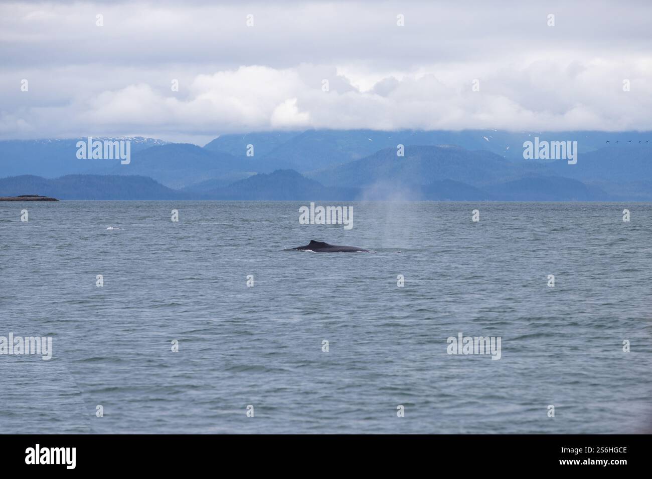 Humpback whale megaptera novaeangliae spout hi-res stock photography ...