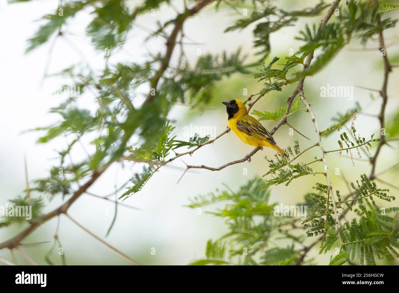 Little weaver Ploceus luteolus, adult male perched in acacia, Murchison ...