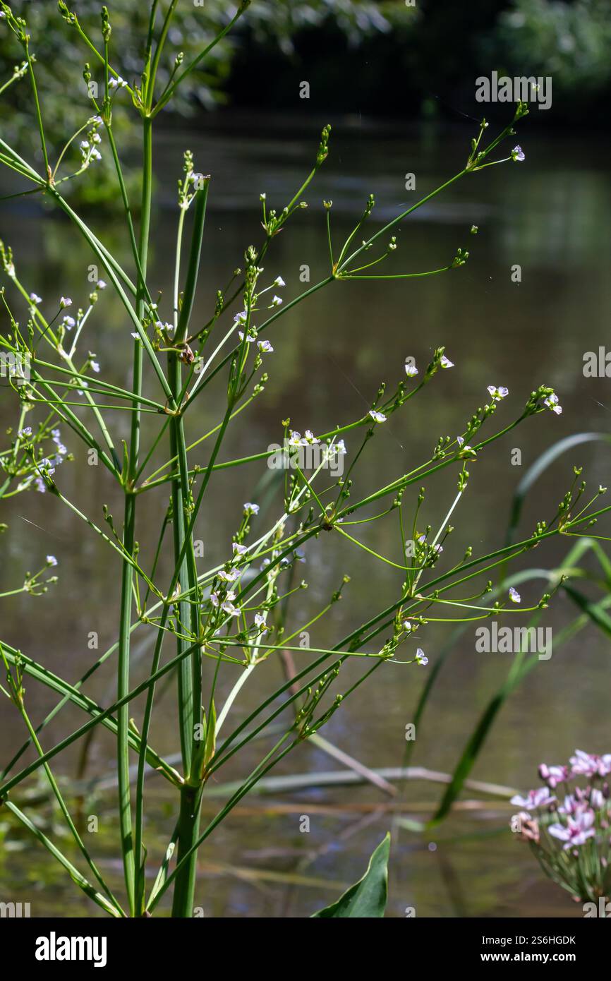 Phreatophyte. American water plantain Alisma plantago-aquatica in ...