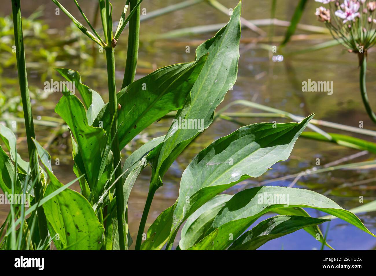 Phreatophyte. American water plantain Alisma plantago-aquatica in ...