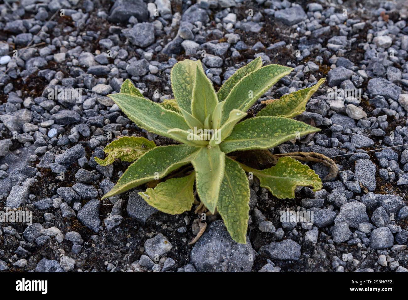 A hairy mullein plant. Latin name Verbascum thapsus. Close-up of fresh ...