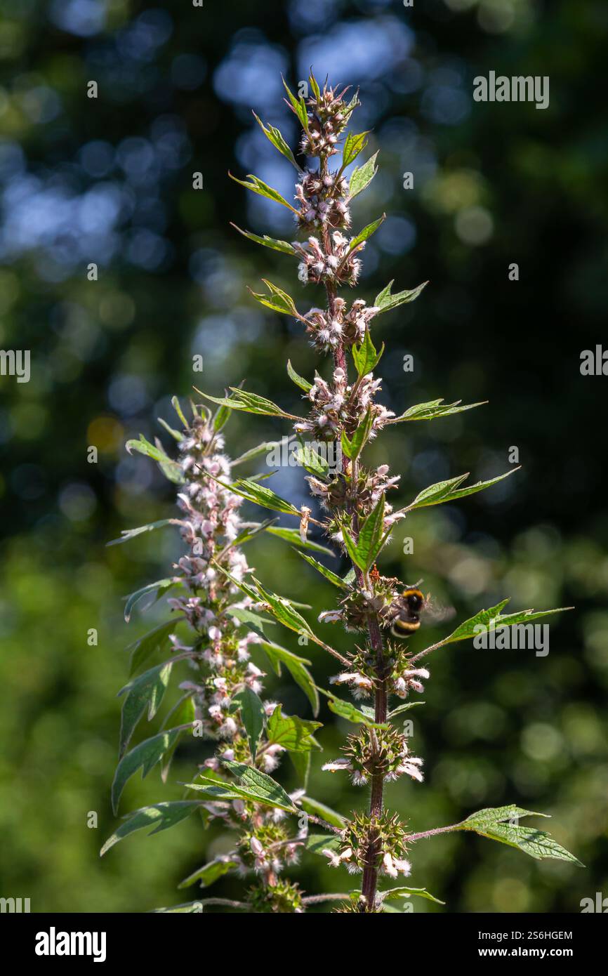 Leonurus cardiaca, known as motherwort. Other common names include ...