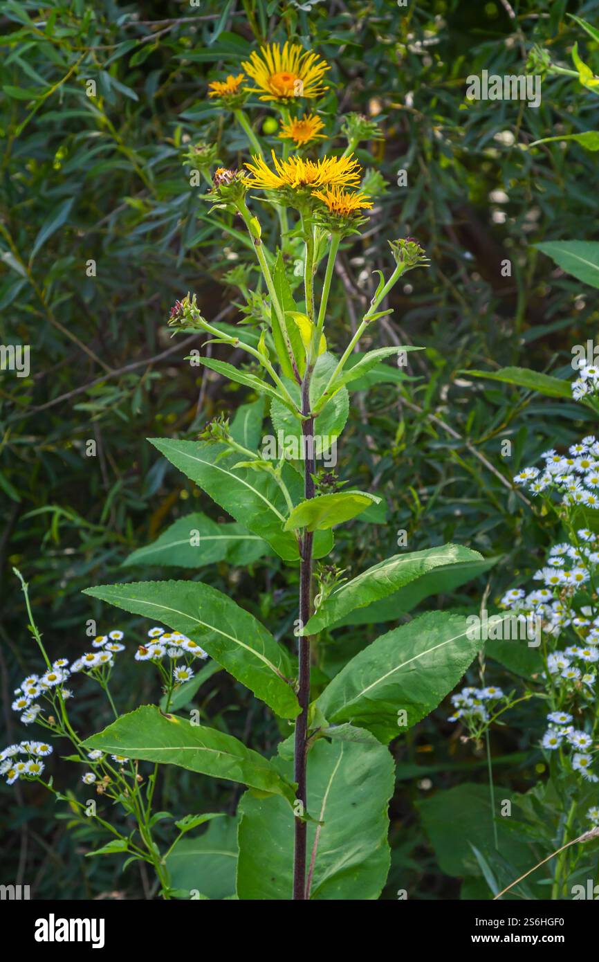 Elecampane flower inula helenium blooming hi-res stock photography and ...