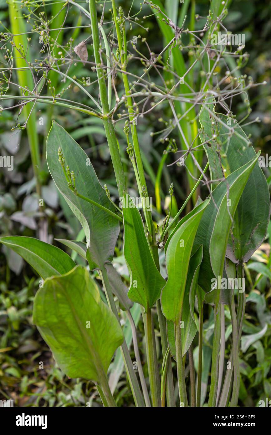 Phreatophyte. American water plantain Alisma plantago-aquatica in ...