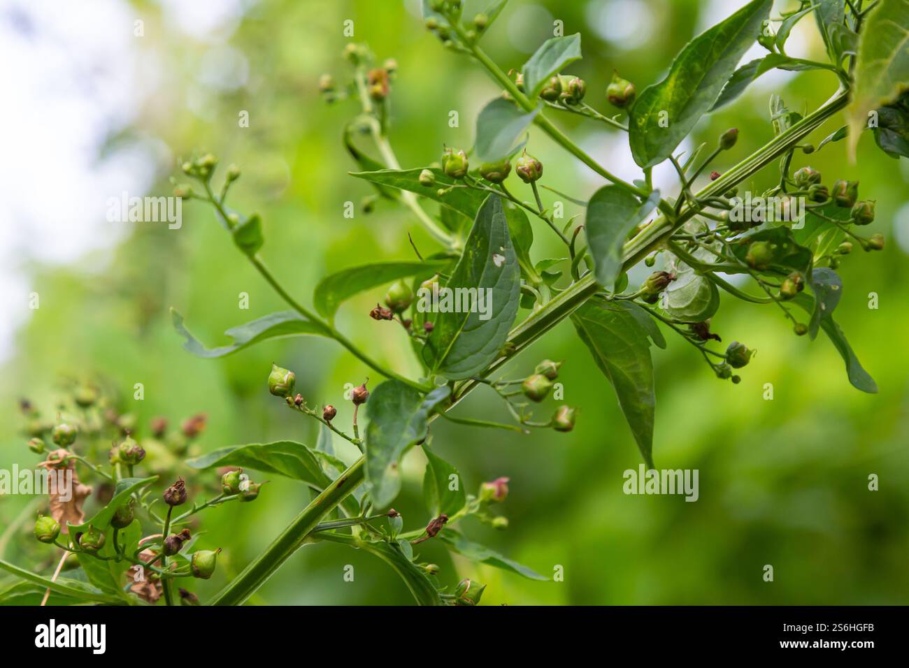 Italian figwort hi-res stock photography and images - Alamy