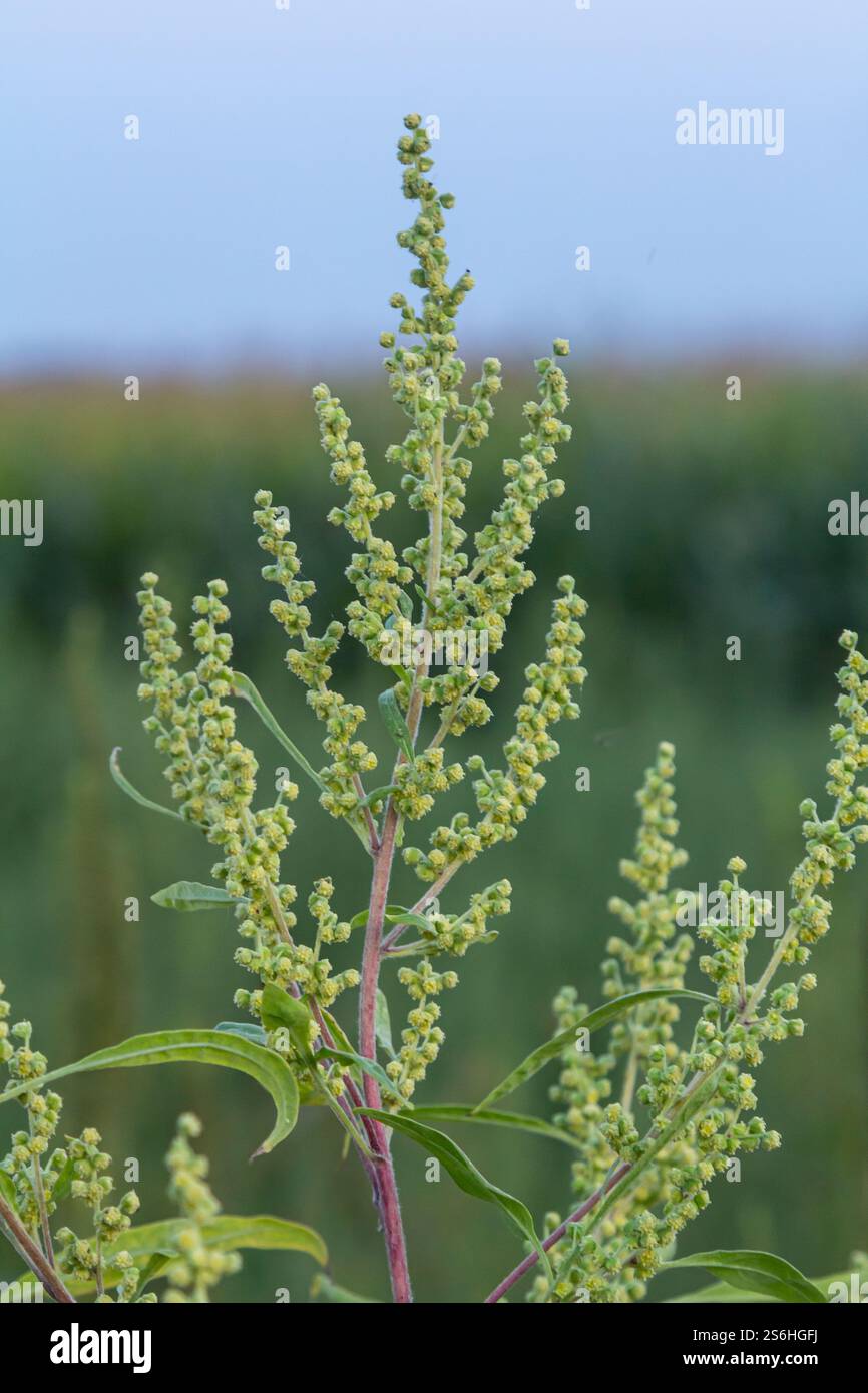 Chenopodium album, edible plant, common names include lamb's quarters ...