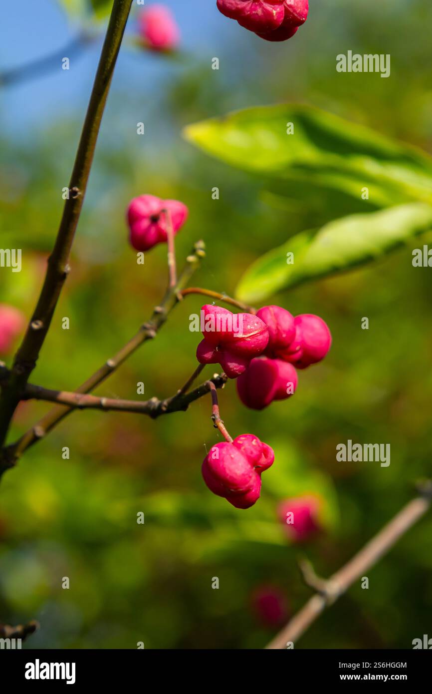 European Spindle Euonymus europaea in park. Red Cascade An autumnal ...