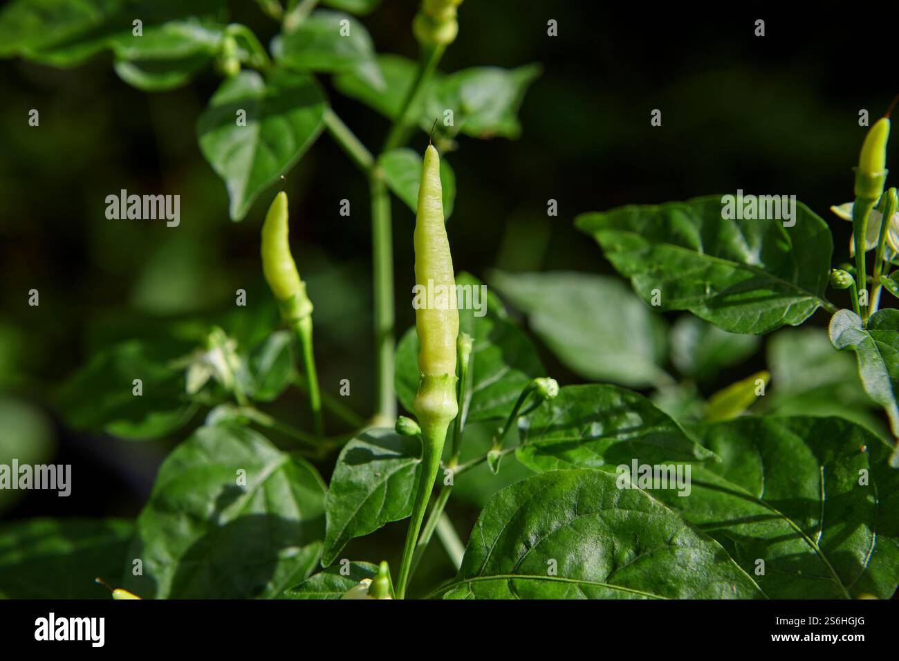 Fresh chili peppers in vegetable garden Stock Photo - Alamy
