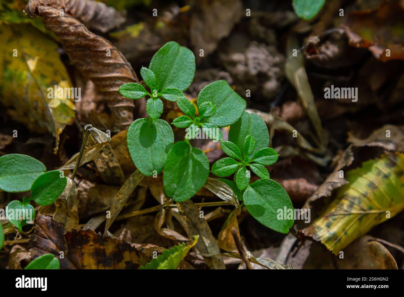 Hornbeam Carpinus betulus tree sprouts germinated in the wild in the ...