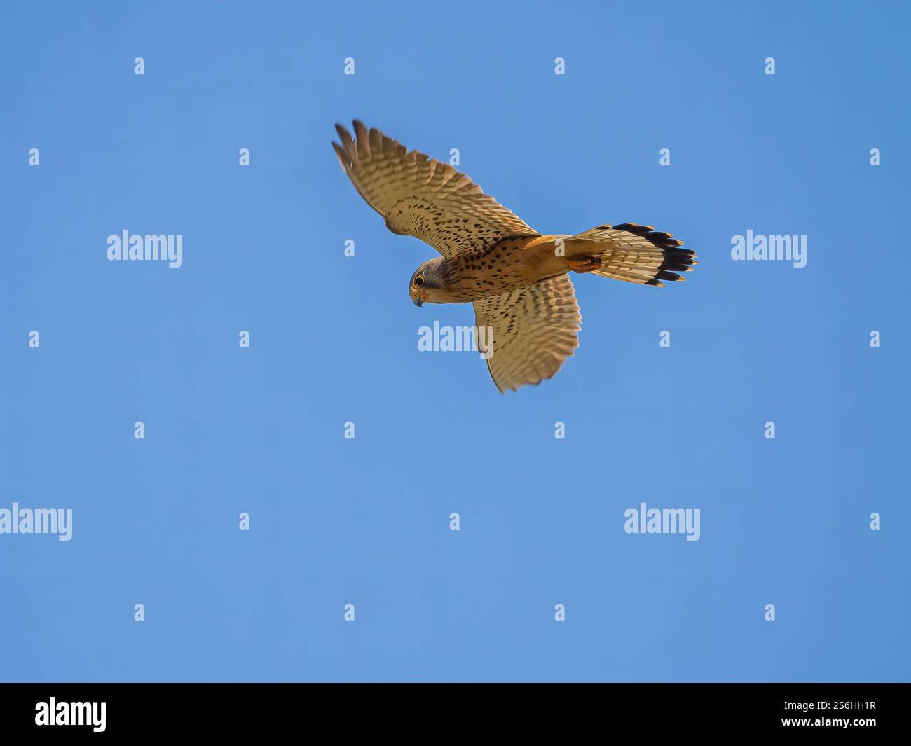 Majestic Kestrel in Flight: A Breathtaking Aerial View of a Rapto Stock ...