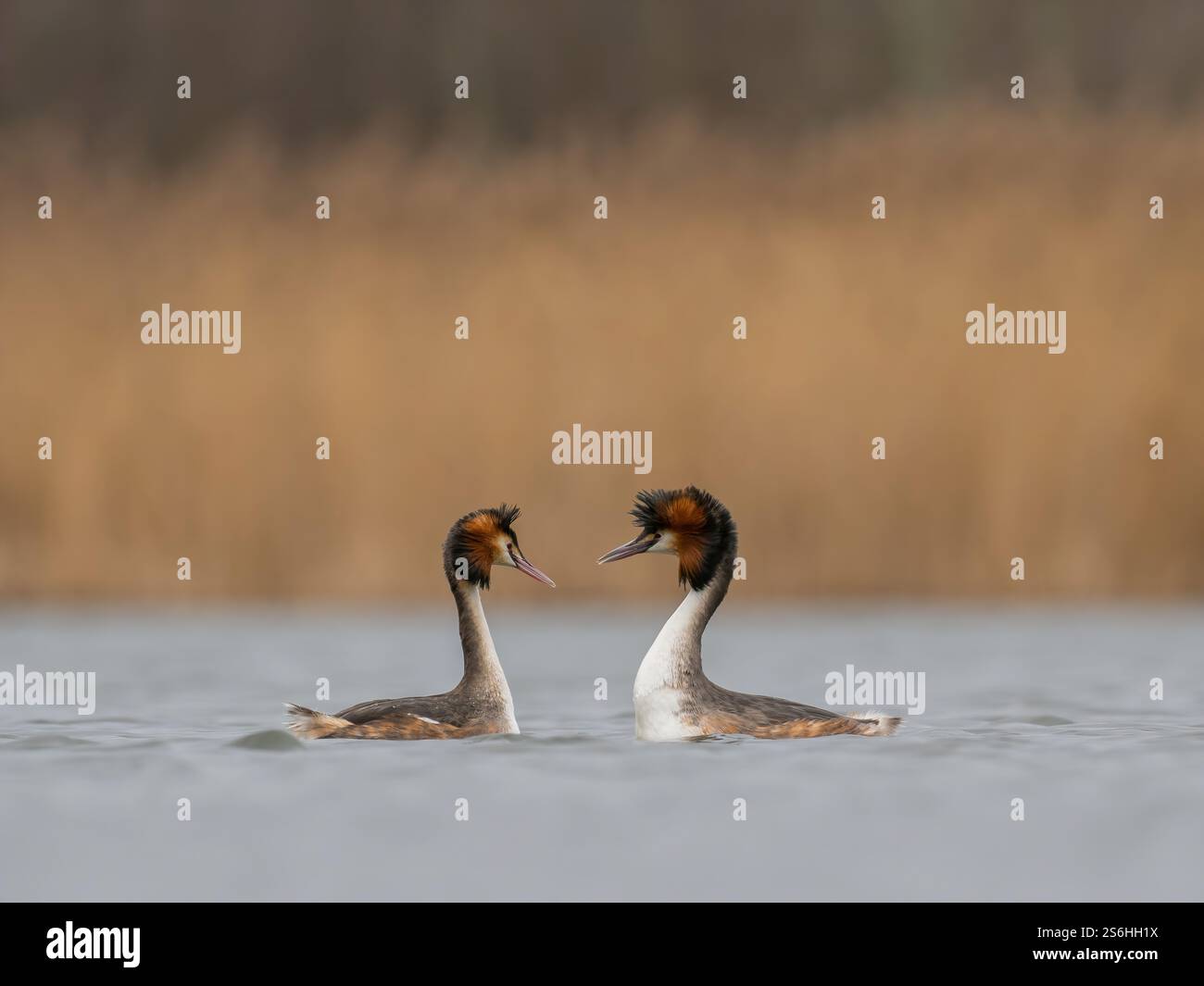 Great Crested Grebes Facing Each Other on Calm Lake Water Stock Photo ...