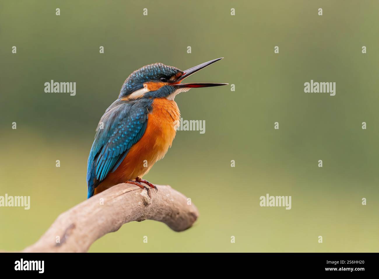 Bird beak feather open hi-res stock photography and images - Alamy