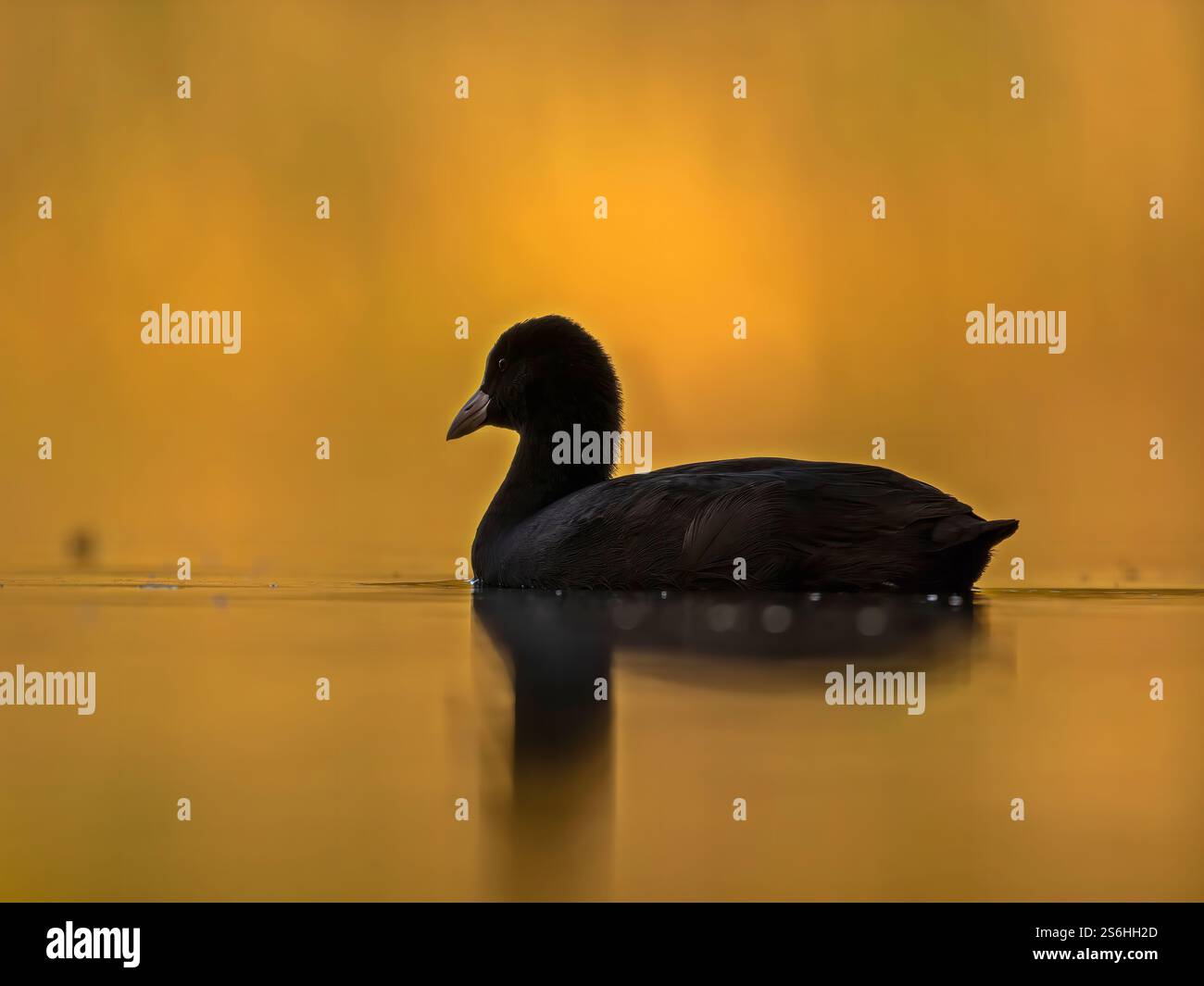 Eurasian Coot Silhouette at Golden Hour Stock Photo - Alamy