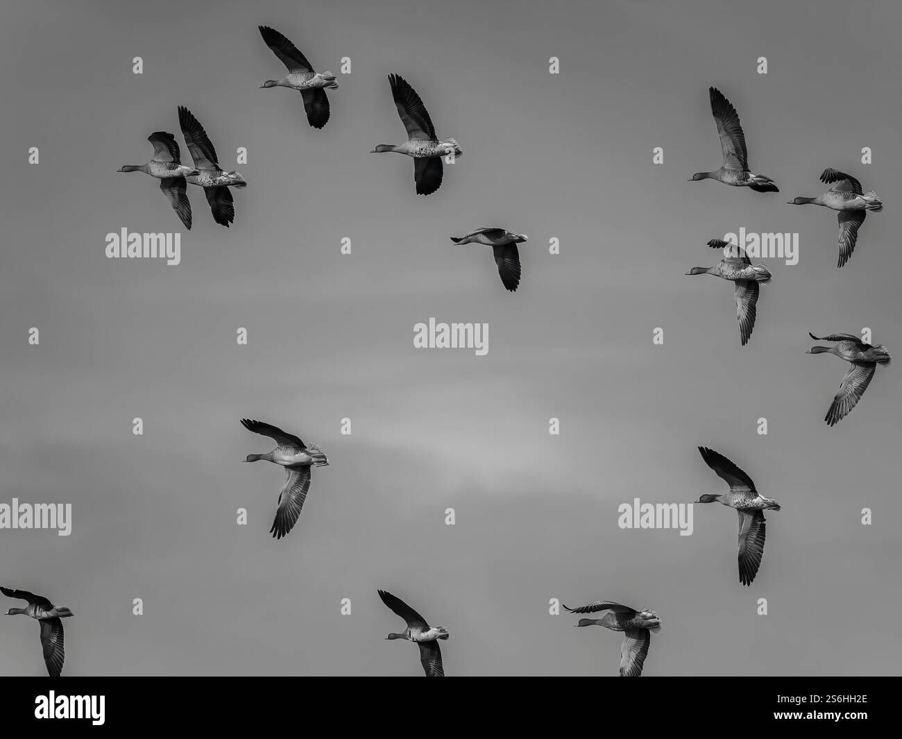 A Flock of Geese in Flight: A Monochromatic Masterpiece Stock Photo - Alamy