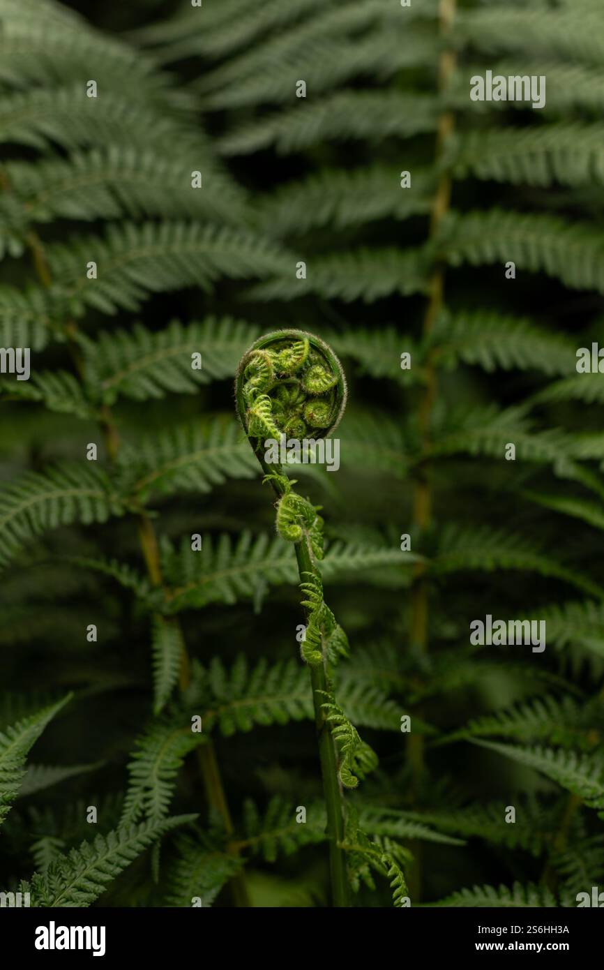 Lush green fern unfolding. Spring in the woods Stock Photo - Alamy
