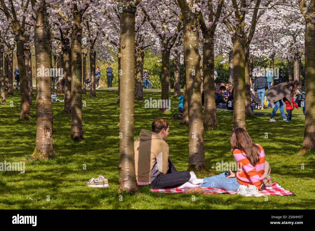 People enjoying their time in park full of blooming Japanese cherry ...