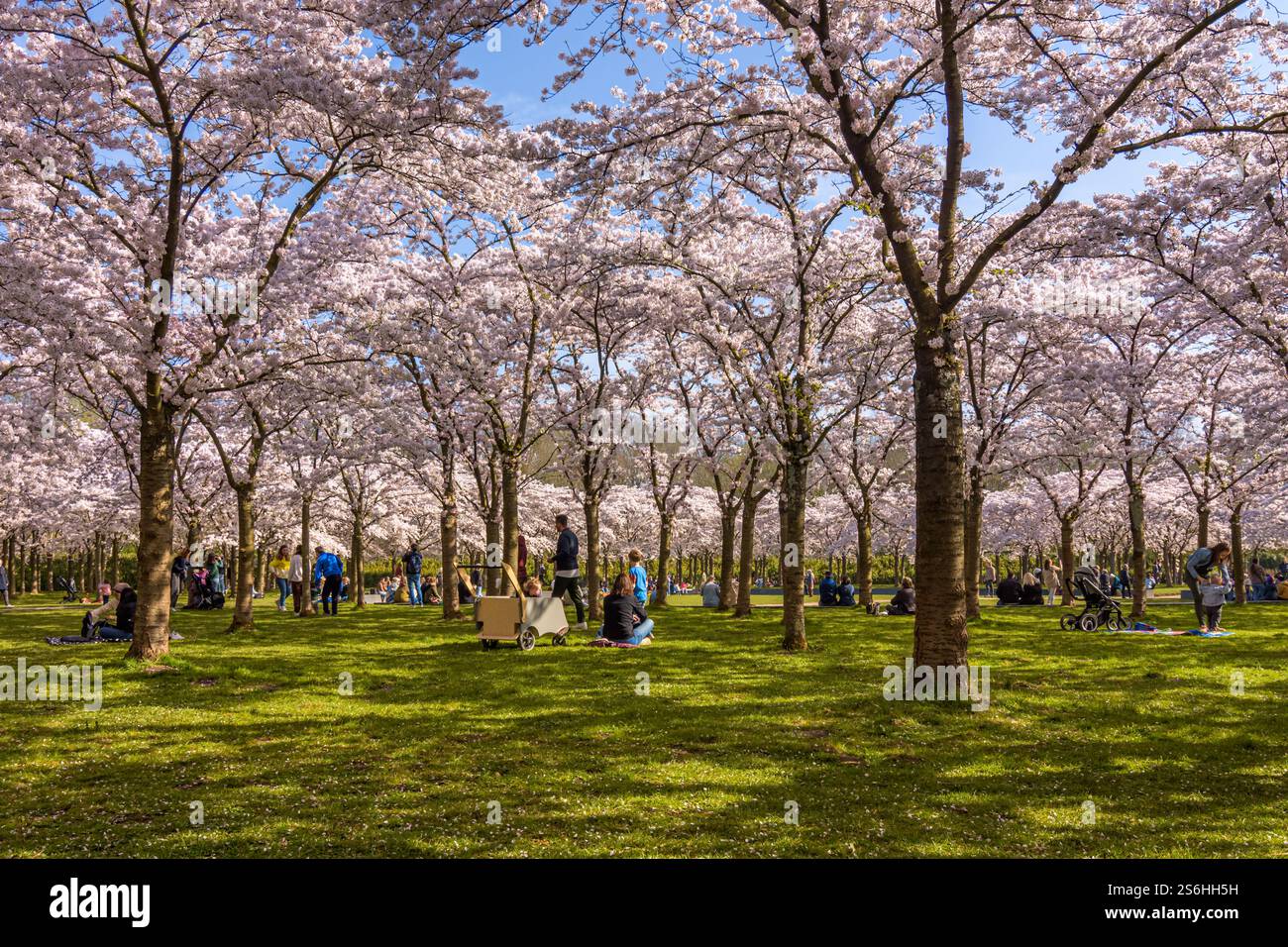 Amsterdam bos cherry blossom hi-res stock photography and images - Alamy