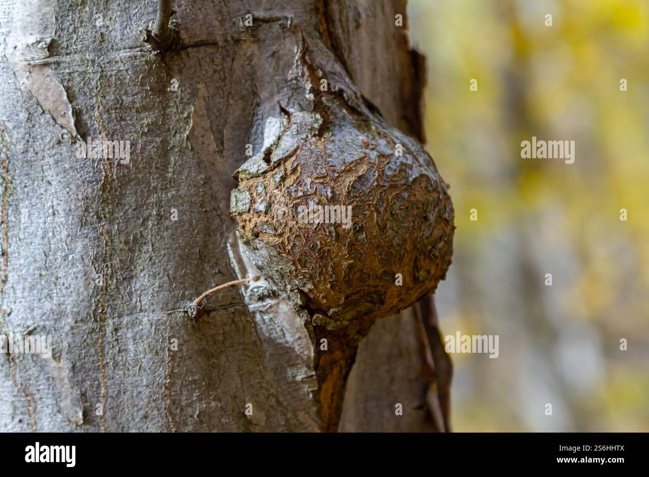 The close-up of a tree tumor on trunk of torch tree Stock Photo - Alamy
