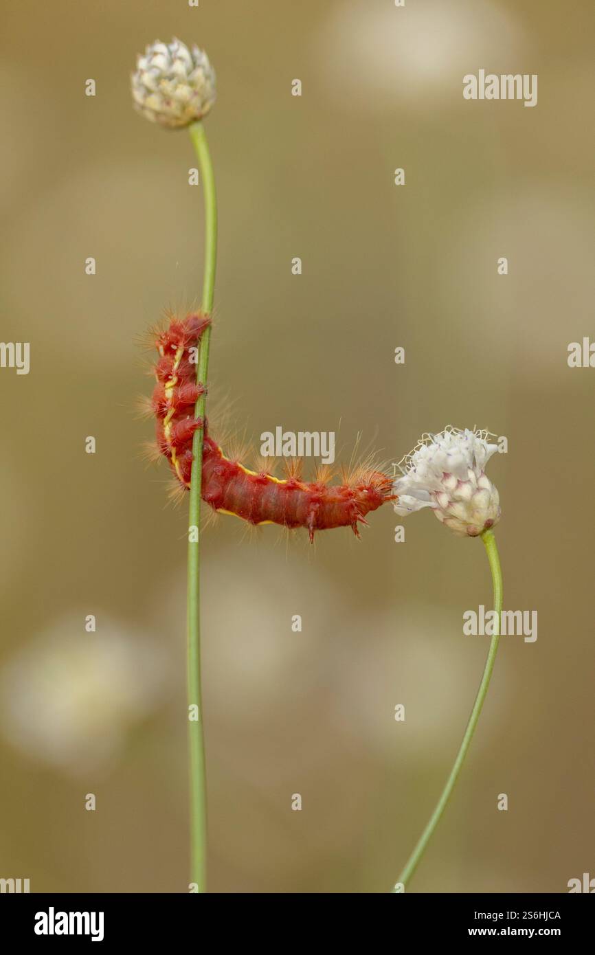Knot grass moth caterpillar on a leaf. Knot grass moths (Acronicta ...