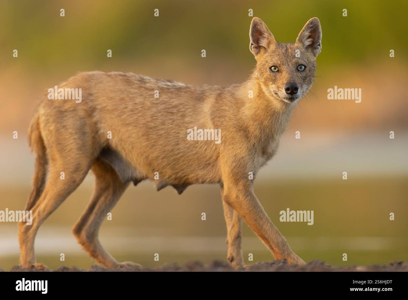 female Golden Jackal (Canis aureus), ابن آوى الذهبي also called the ...