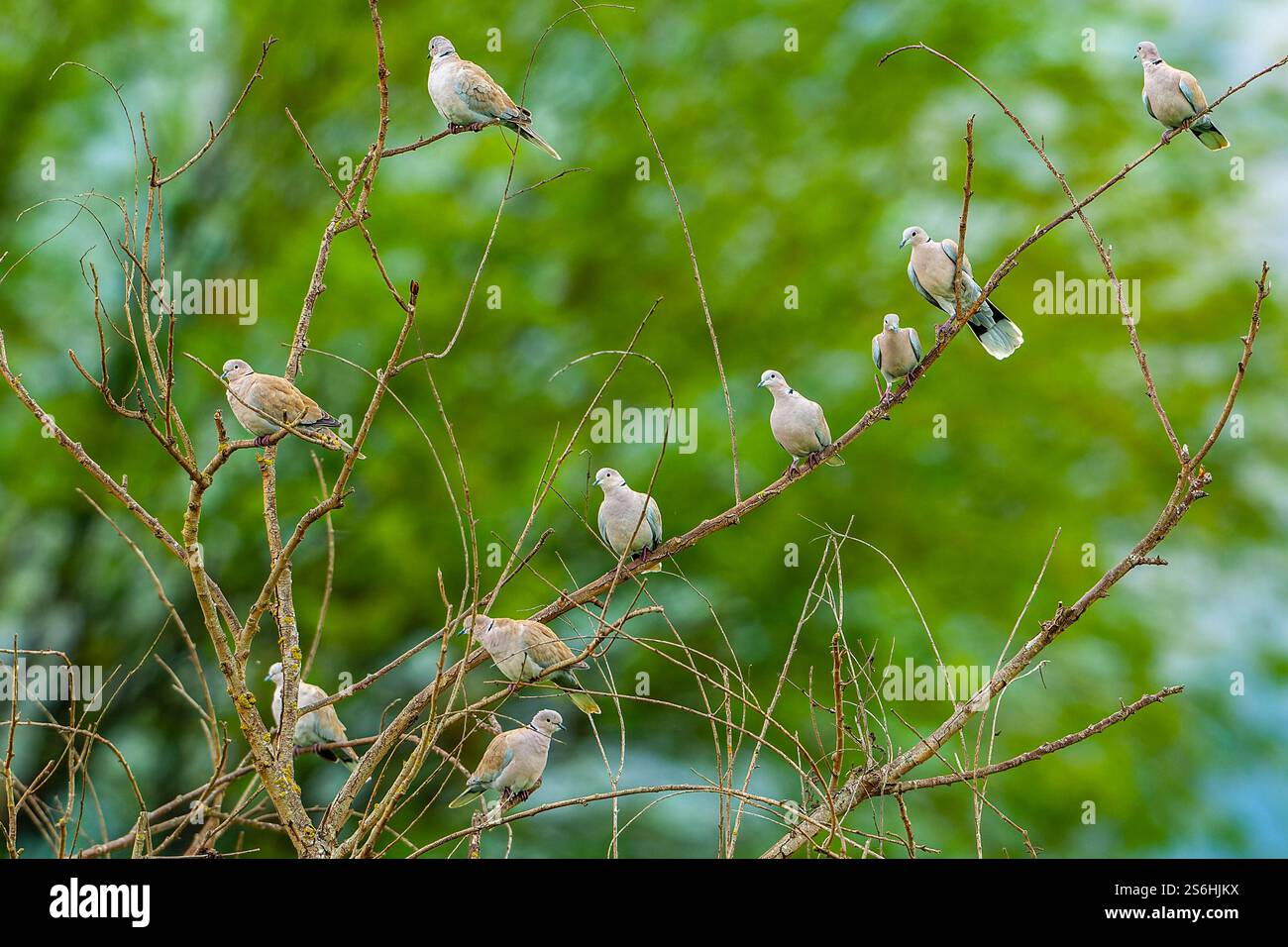 Ring-necked dove (Streptopelia capicola) in a tree Stock Photo - Alamy