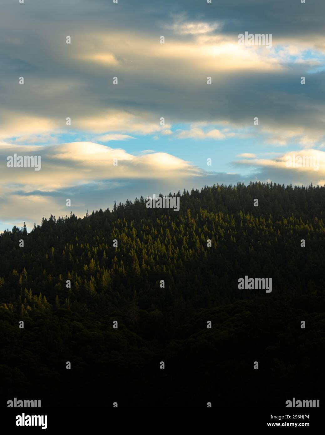 Redwoods basking in the Sun Stock Photo - Alamy